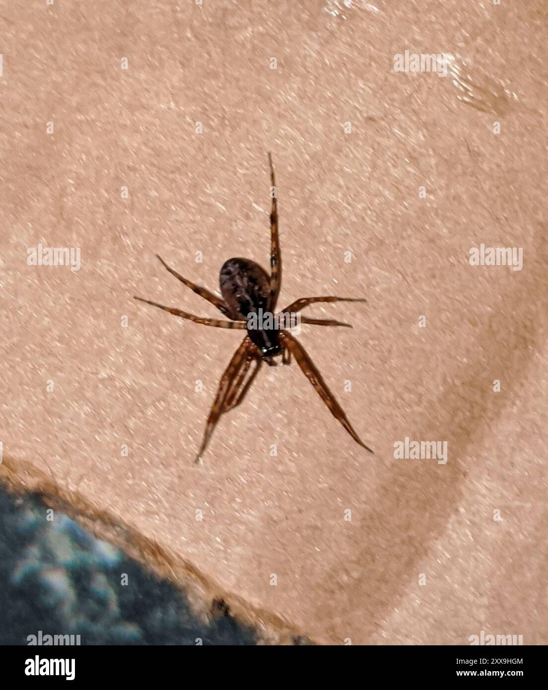 Spiders (Araneae) Arachnida Stock Photo - Alamy