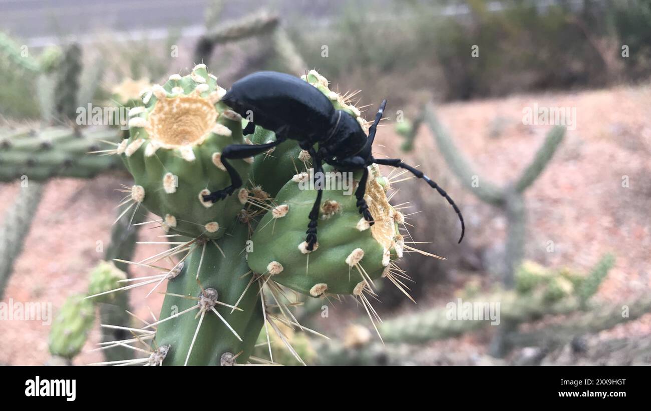Cactus Longhorn Beetles (Moneilema) Insecta Stock Photo - Alamy