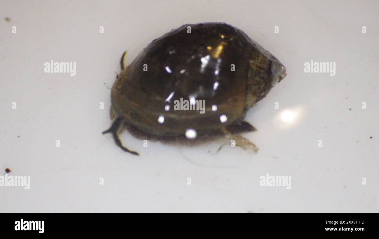 Bladder Snails (Physidae) Mollusca Stock Photo - Alamy