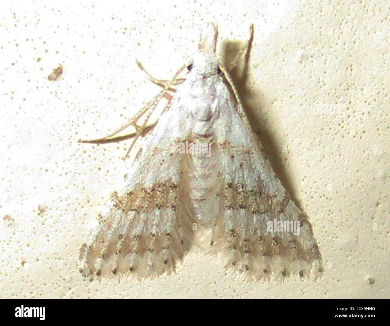 Many-plumed and False Plume moths (Alucitoidea) Insecta Stock Photo - Alamy