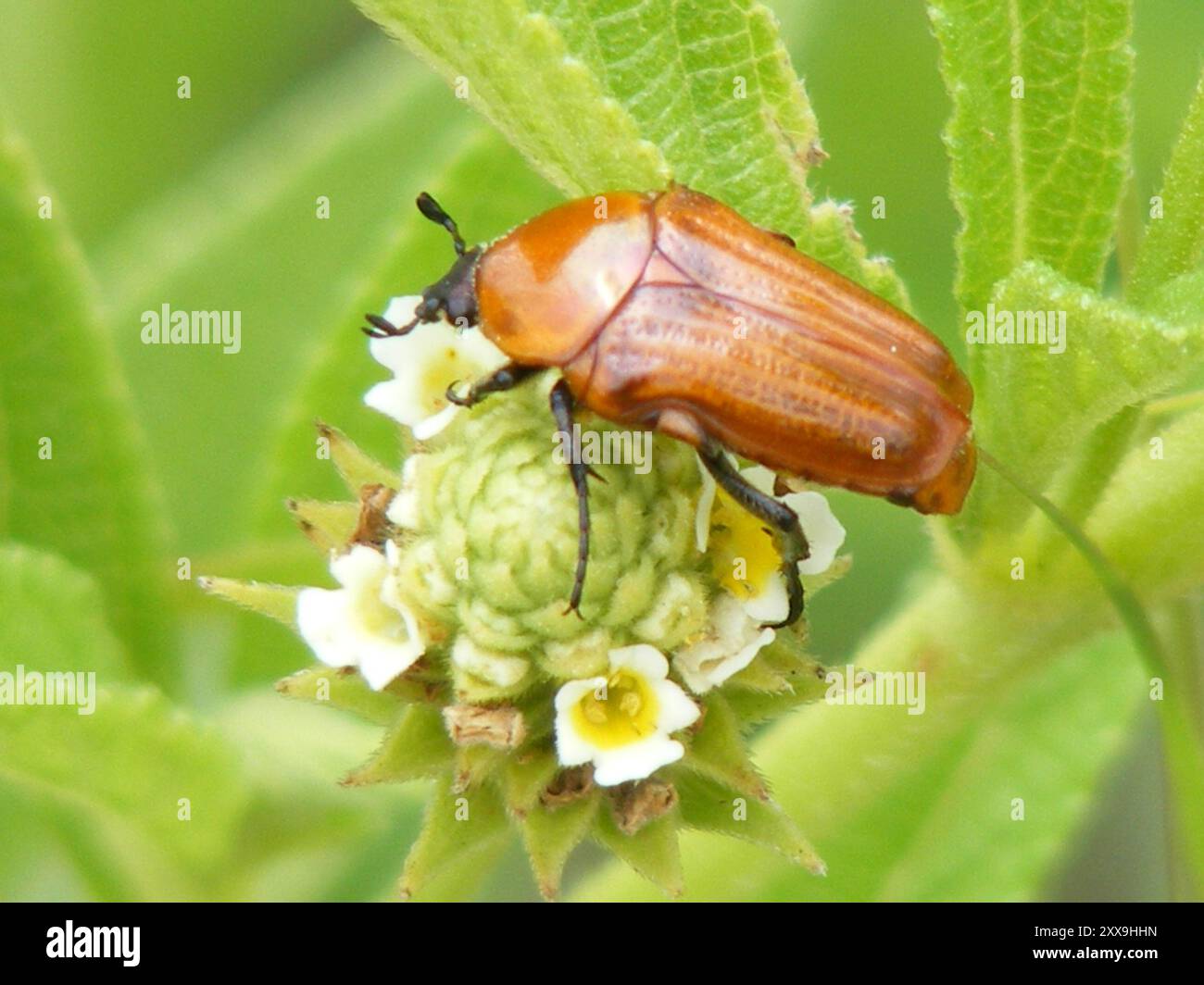 Orange Small Fruit Chafer (Leucocelis rubra) Insecta Stock Photo - Alamy