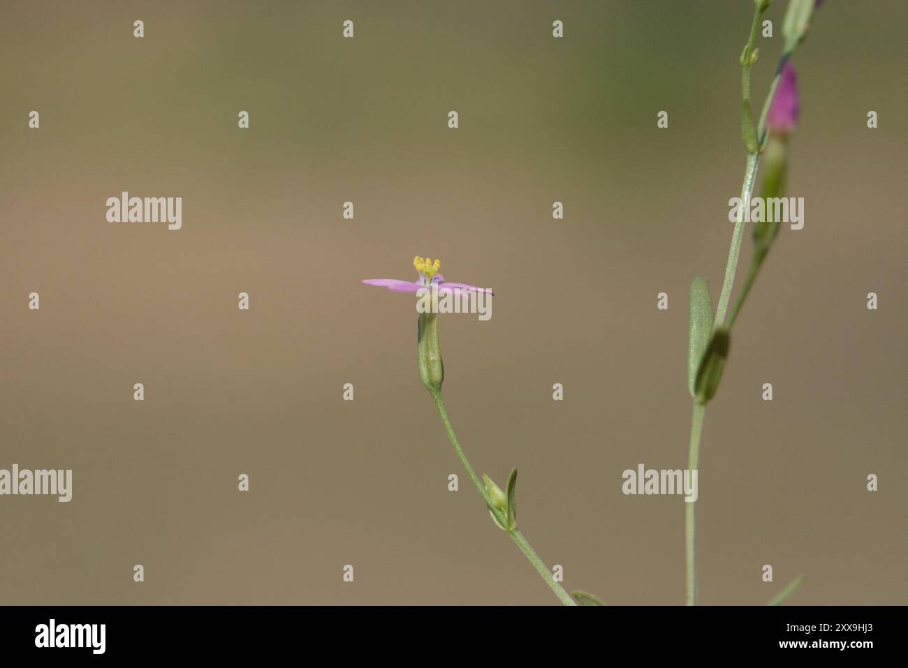Lesser Centaury (Centaurium pulchellum) Plantae Stock Photo - Alamy