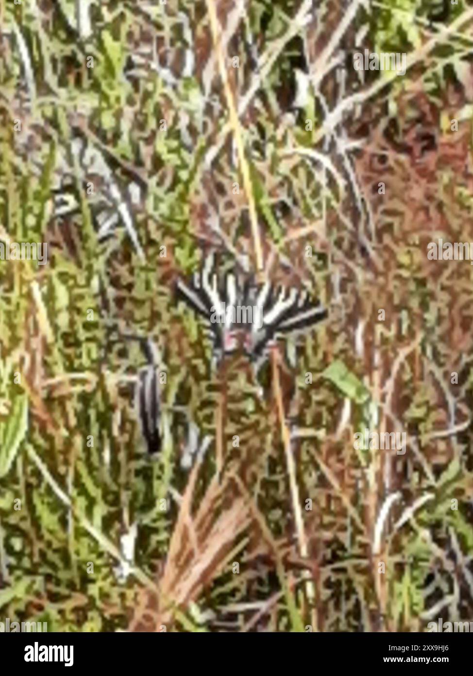 Zebra Swallowtail (Eurytides marcellus) Insecta Stock Photo - Alamy