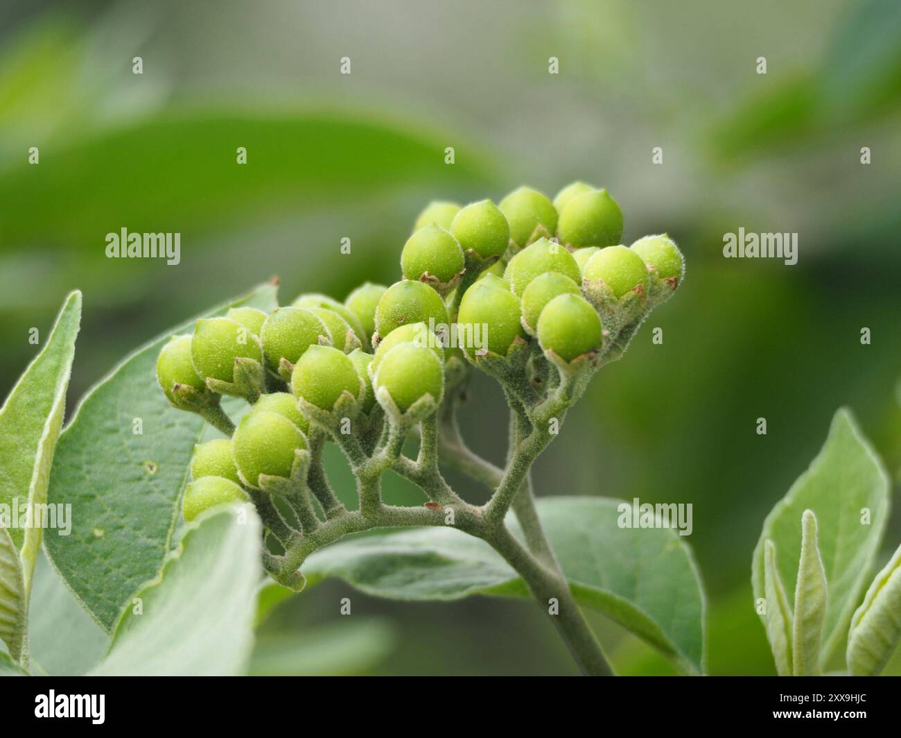 potato tree (Solanum erianthum) Plantae Stock Photo - Alamy