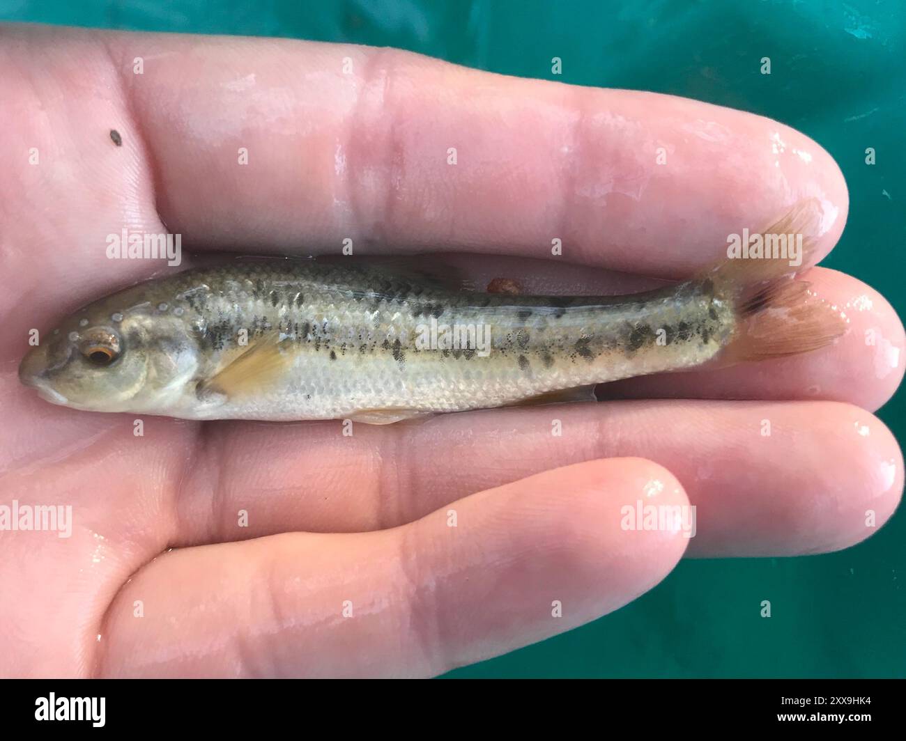 Central Stoneroller (Campostoma anomalum) Actinopterygii Stock Photo ...