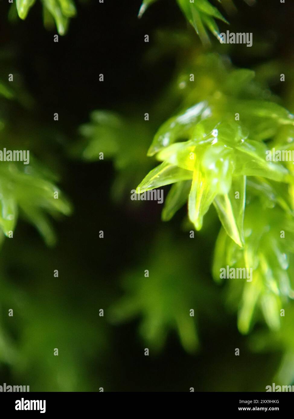 Yellow Fringe-moss (Racomitrium aciculare) Plantae Stock Photo - Alamy