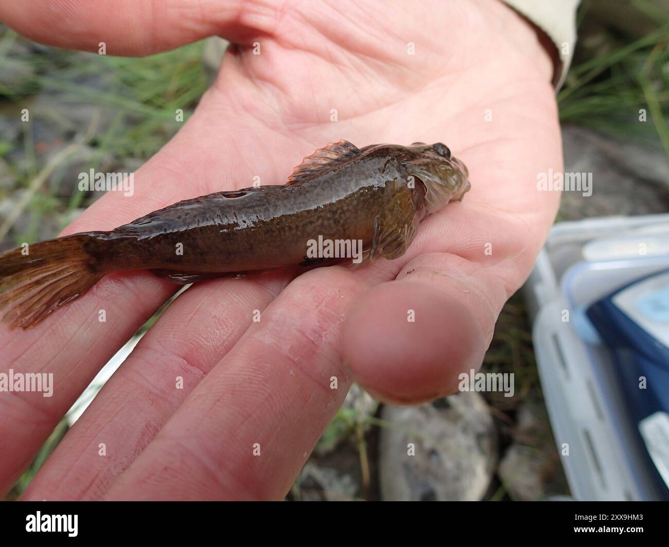 Freshwater Sculpins (Cottus) Actinopterygii Stock Photo - Alamy