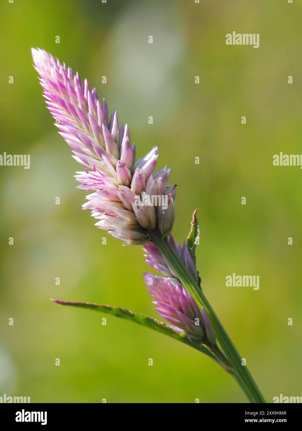 Quail Grass (Celosia argentea) Plantae Stock Photo - Alamy