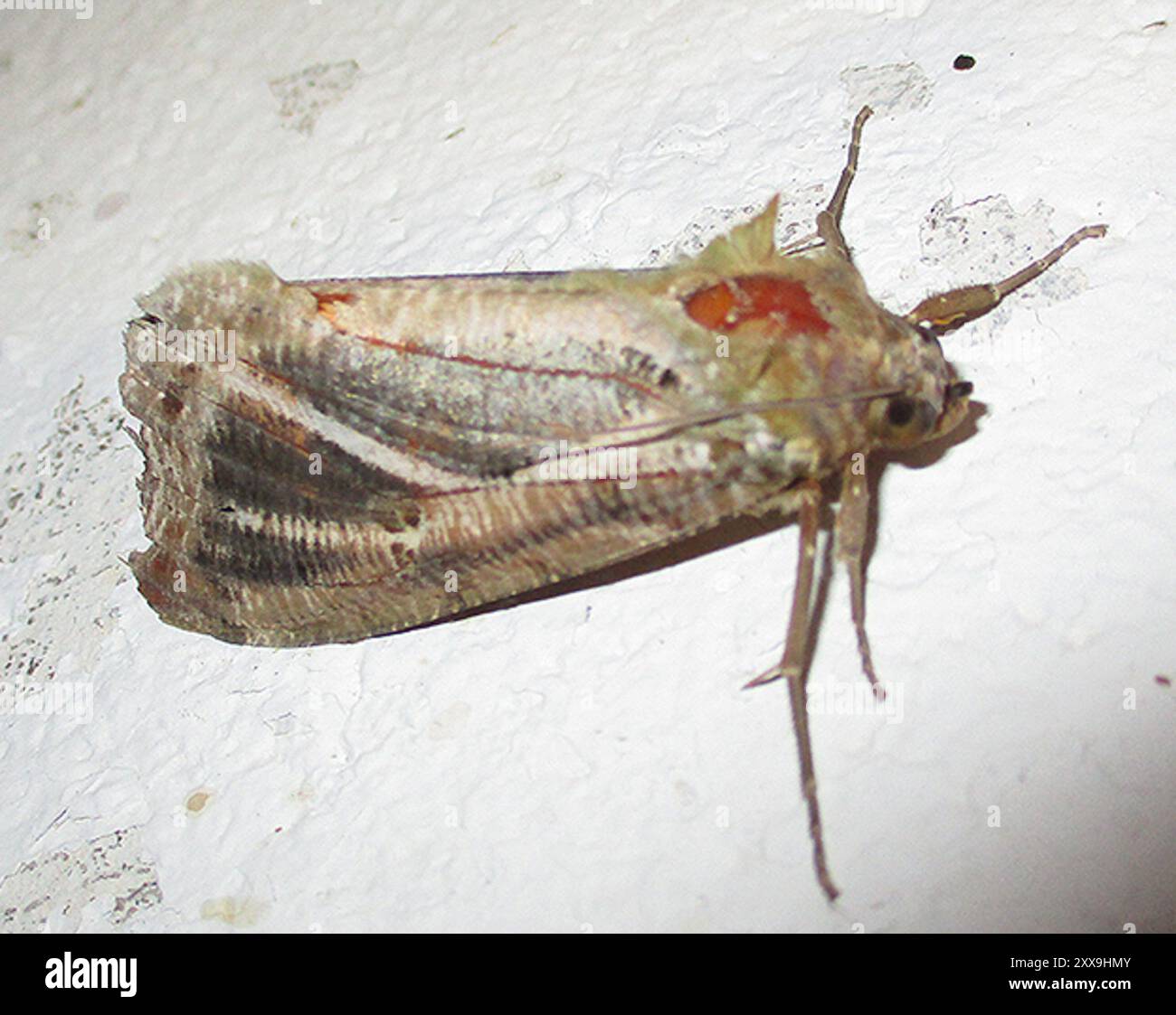 Dot-underwing Moth (Eudocima materna) Insecta Stock Photo - Alamy