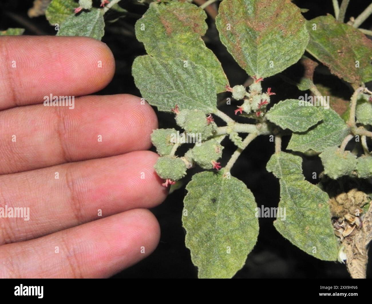 Suryavarti (Chrozophora rottleri) Plantae Stock Photo - Alamy