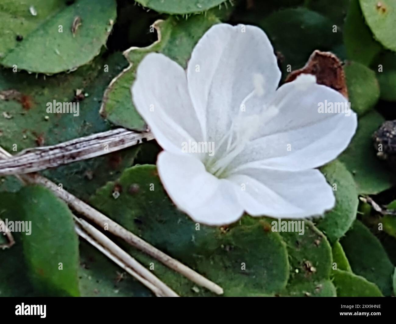 Dwarf Morning Glory (Evolvulus nummularius) Plantae Stock Photo - Alamy
