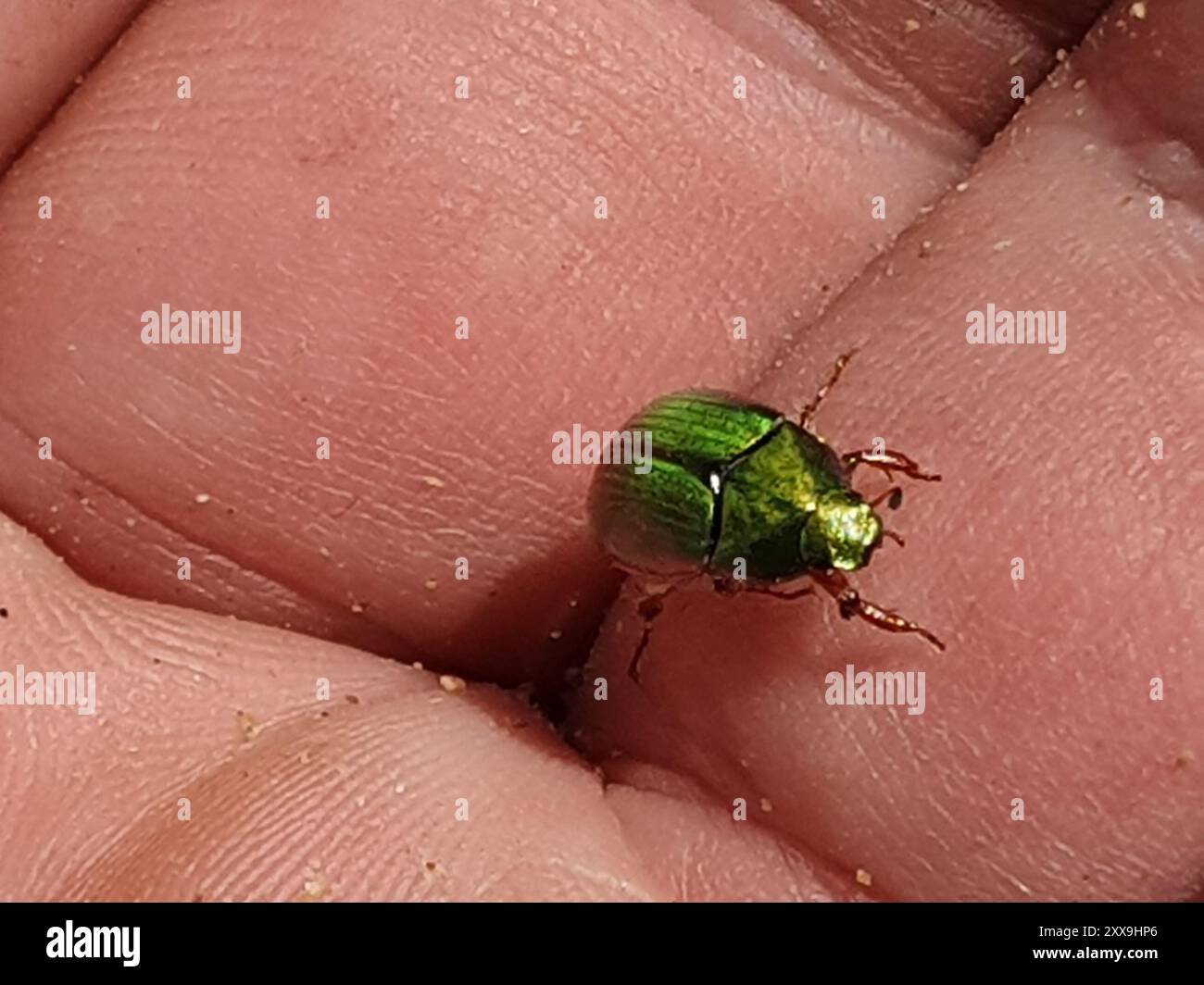 Pyronota hi-res stock photography and images - Alamy
