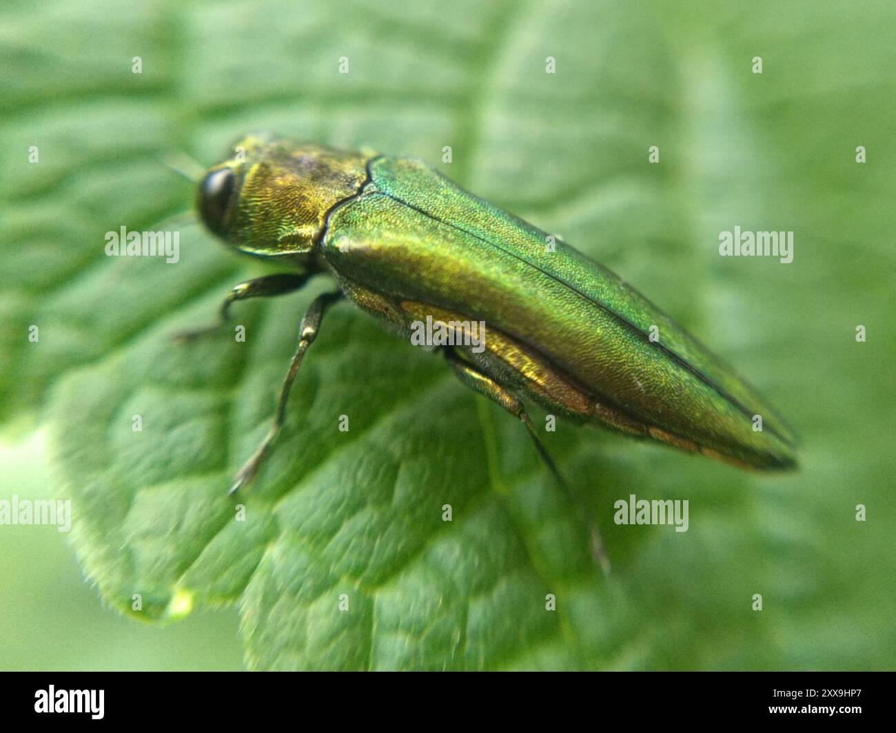 Emerald Ash Borer (Agrilus planipennis) Insecta Stock Photo - Alamy