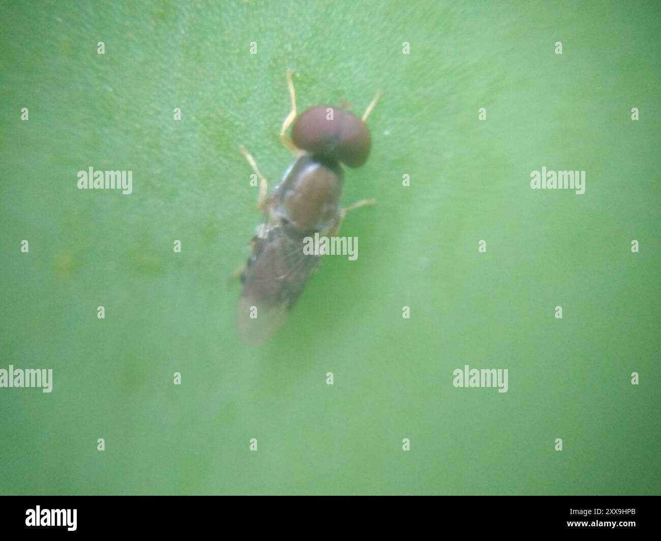 (Cephalochrysa calopa) Insecta Stock Photo - Alamy
