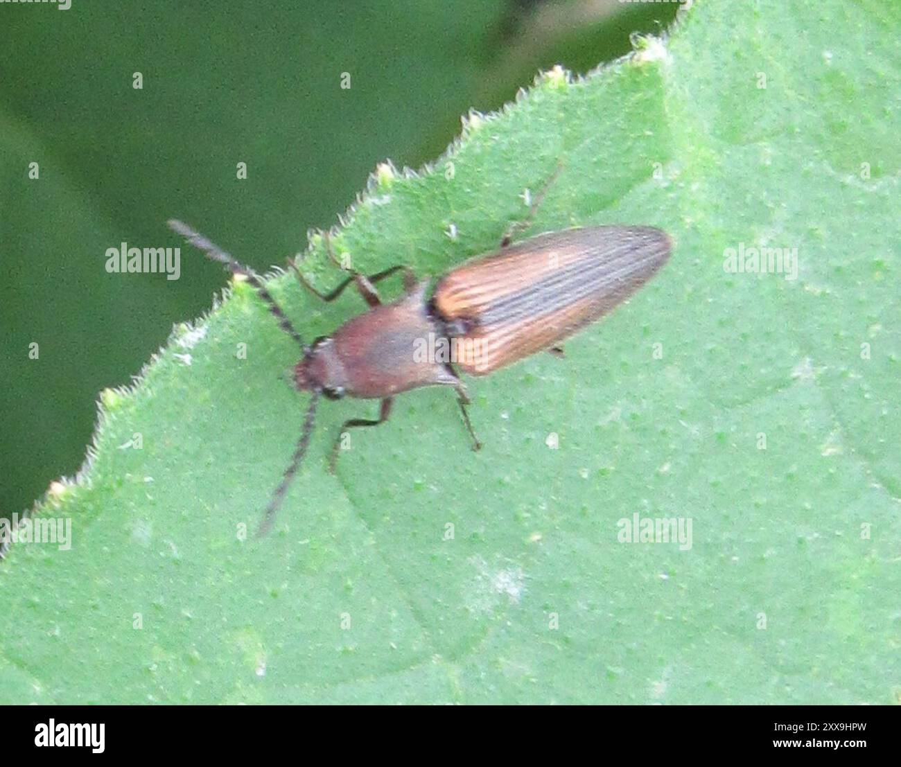 Click Beetles (Elateridae) Insecta Stock Photo - Alamy