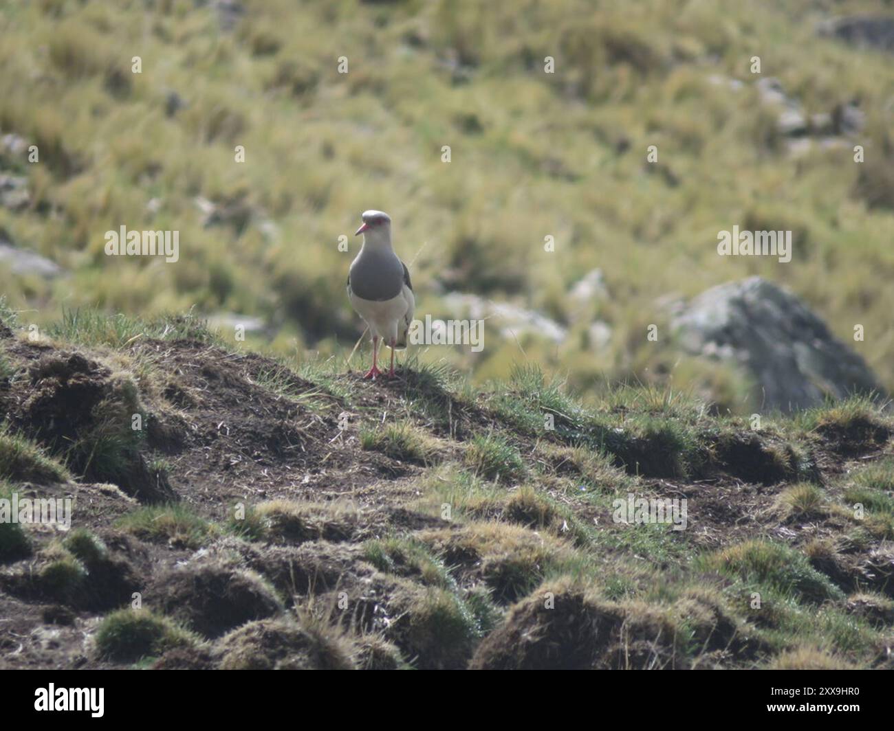 Andean Lapwing (Vanellus resplendens) Aves Stock Photo - Alamy