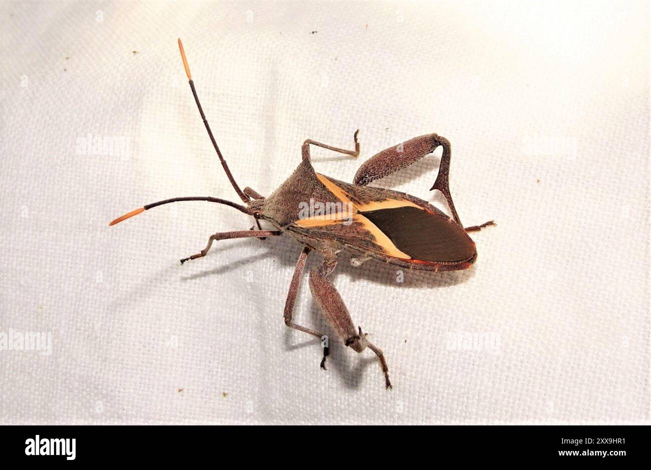 Crusader Bug (Mictis profana) Insecta Stock Photo - Alamy