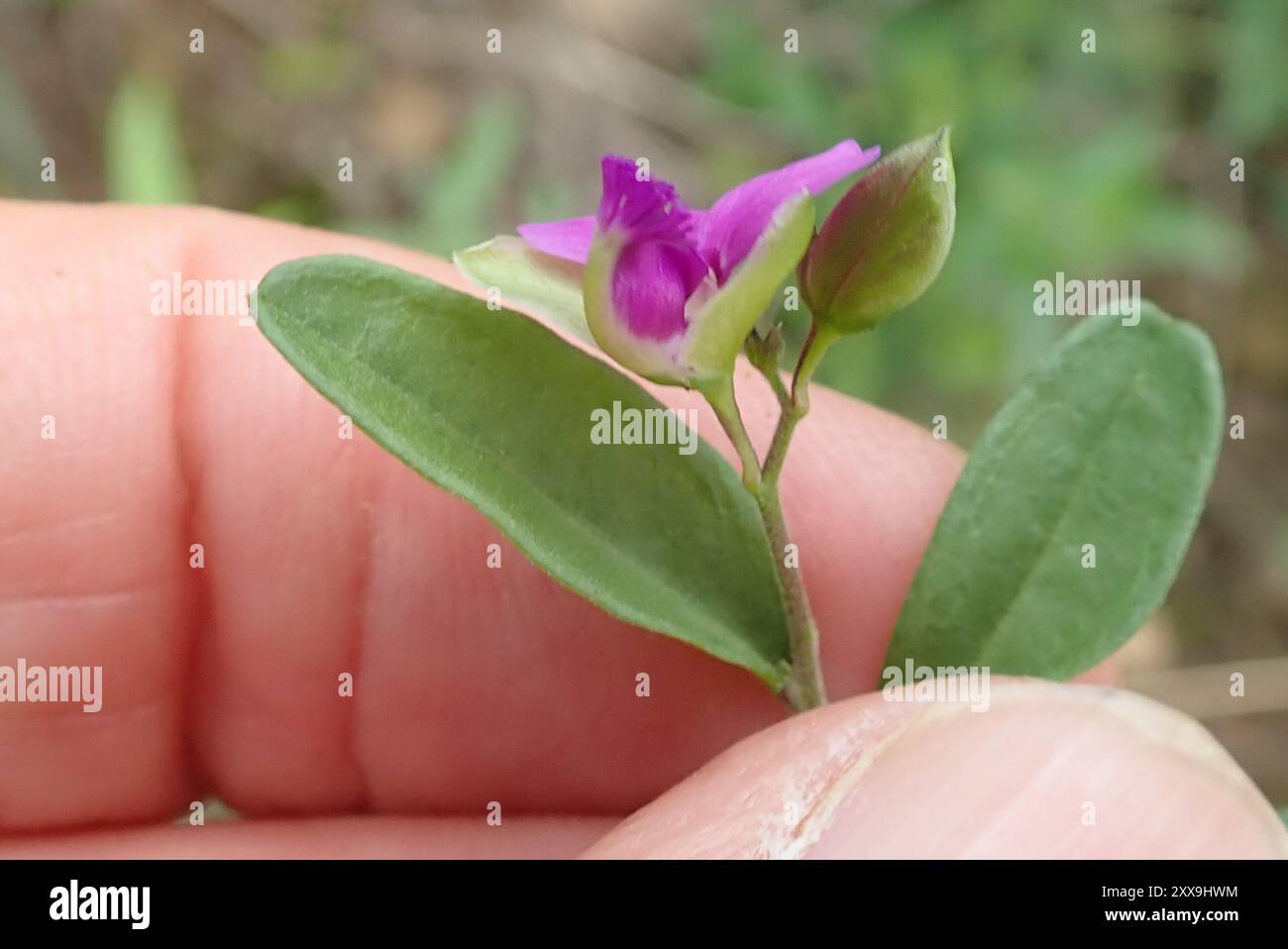 Dwarf Polygala (Polygala amatymbica) Plantae Stock Photo - Alamy