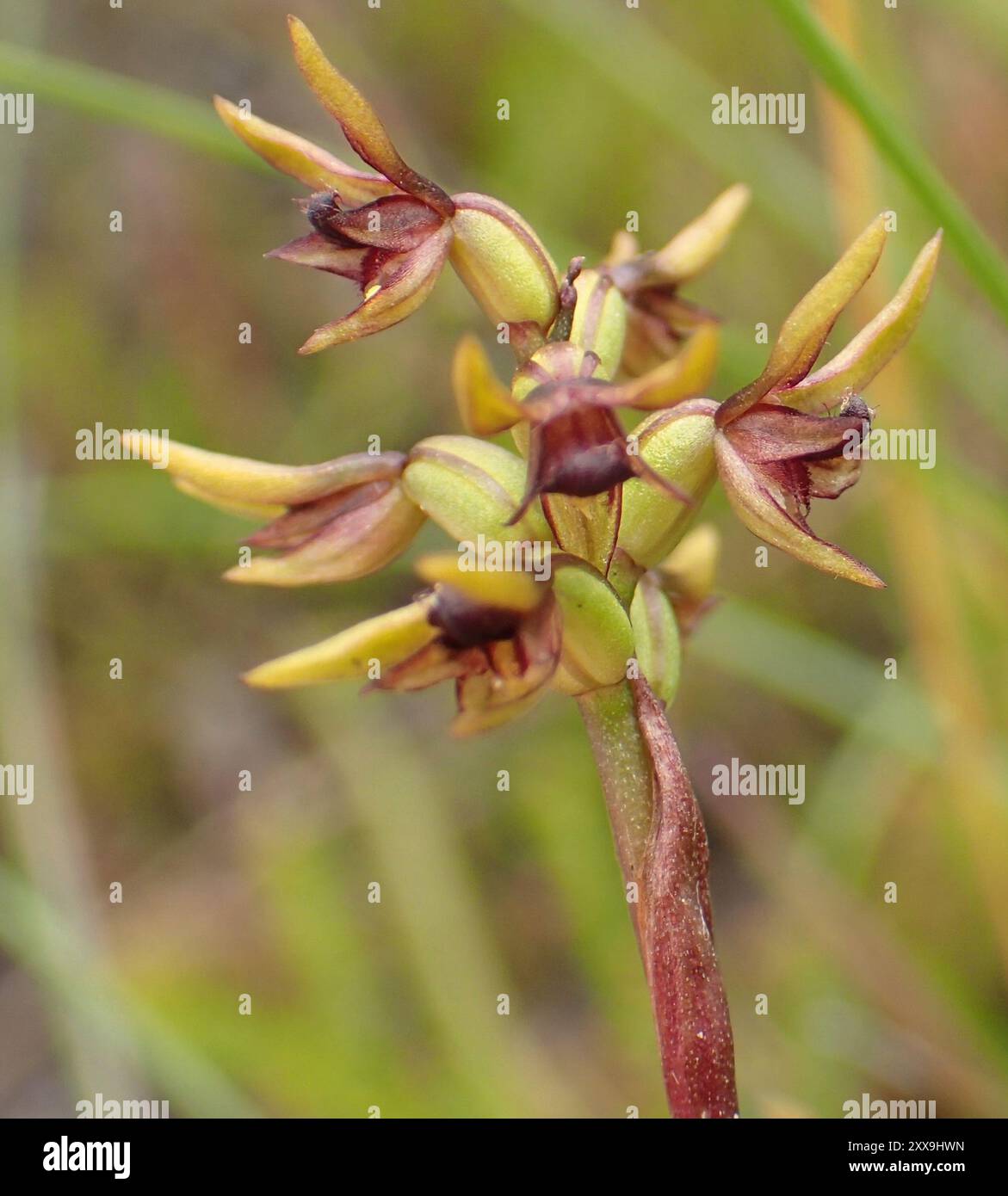 Genoplesium hi-res stock photography and images - Alamy