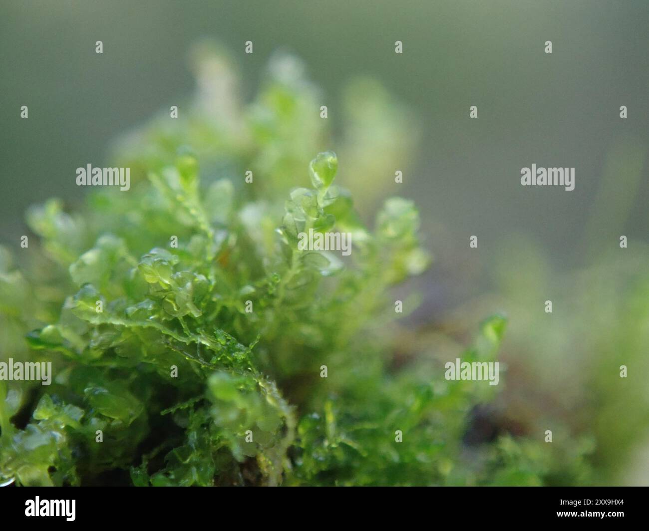 leafy and simple thalloid liverworts (Jungermanniopsida) Plantae Stock ...