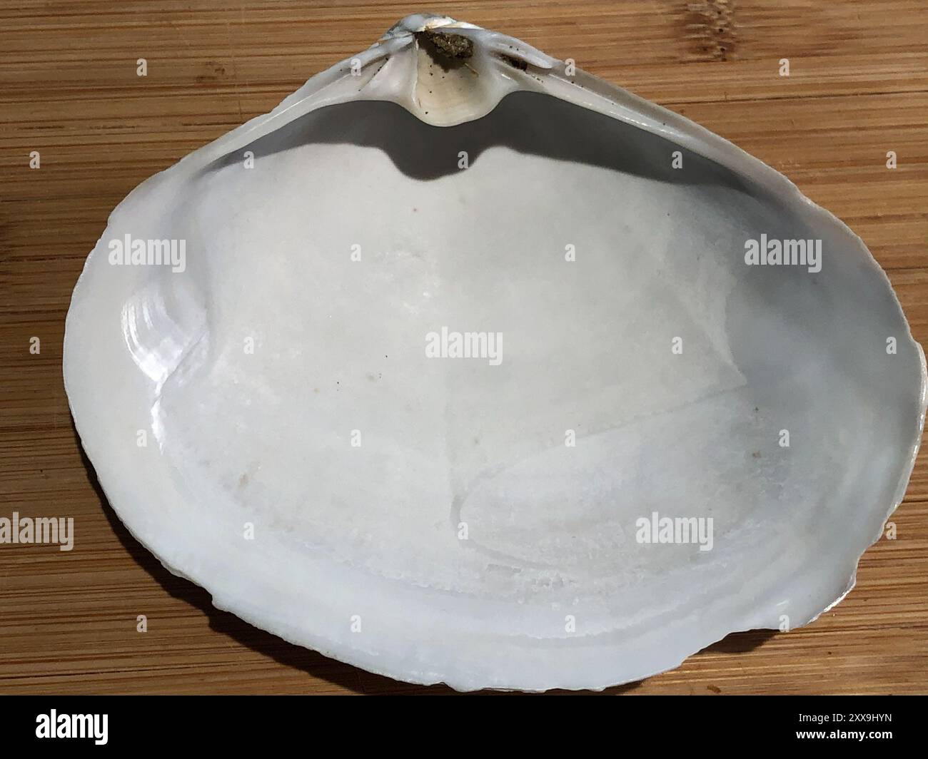 Dish Surfclam (Mactromeris catilliformis) Mollusca Stock Photo - Alamy