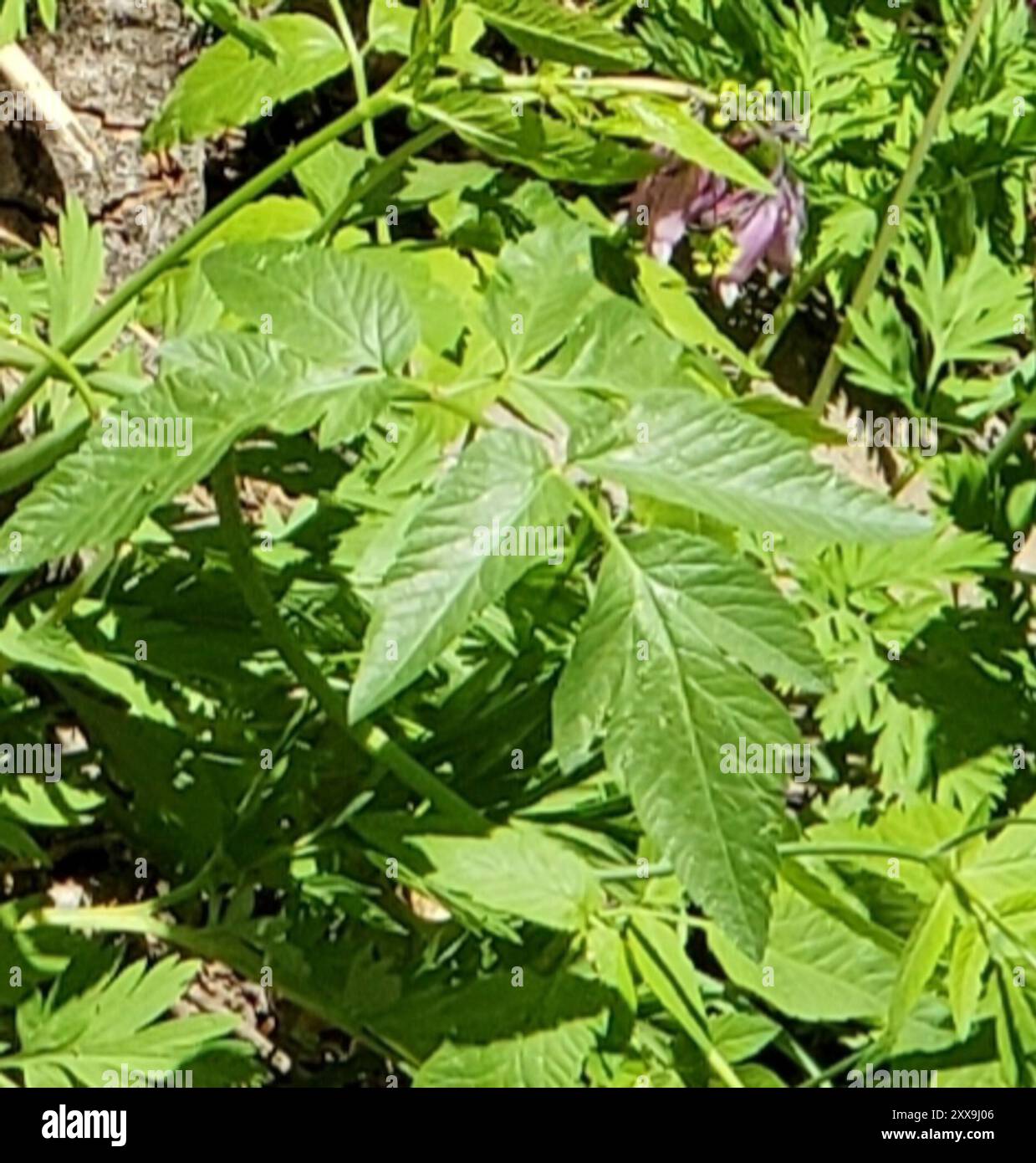 Western Sweet-cicely (Osmorhiza occidentalis) Plantae Stock Photo - Alamy