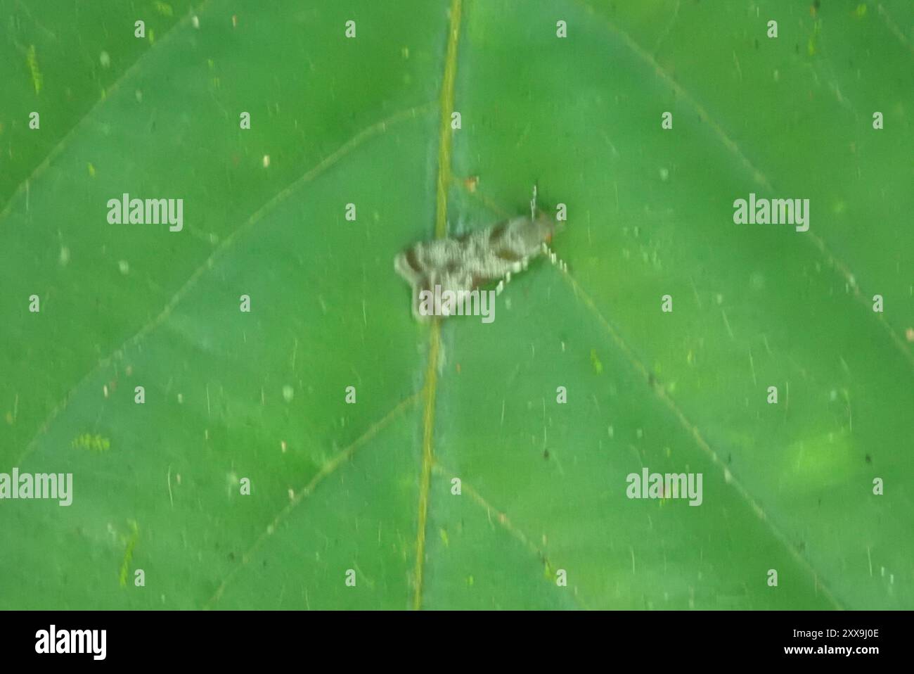 Curved-horn Moths (Gelechioidea) Insecta Stock Photo - Alamy