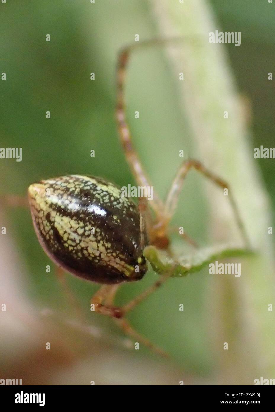 Comb-footed Spiders (Theridiidae) Arachnida Stock Photo - Alamy