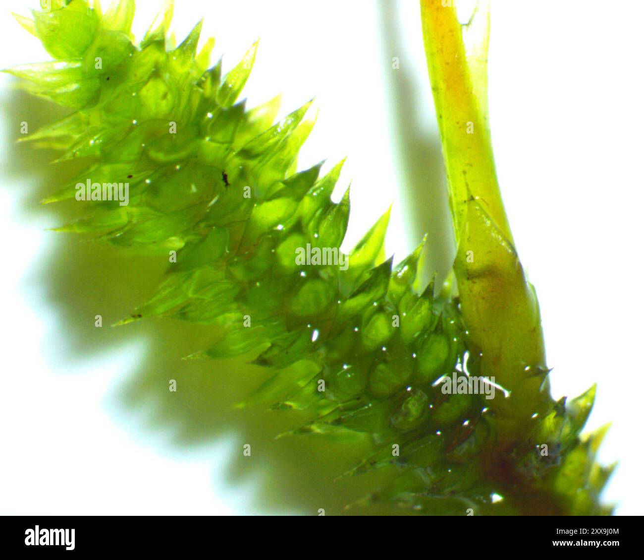 smooth hook moss (Leucodon julaceus) Plantae Stock Photo - Alamy