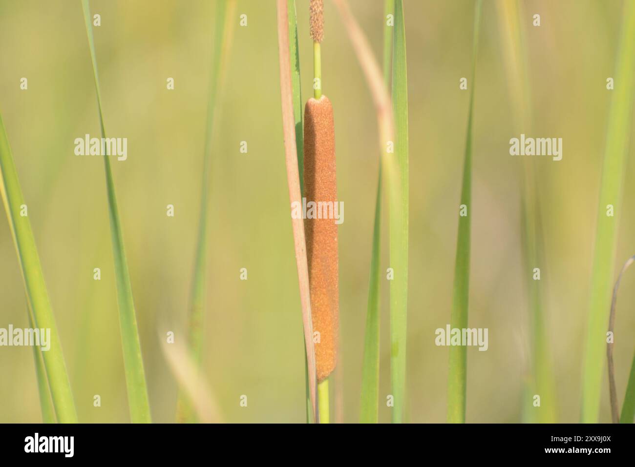 Cattails (Typha) Plantae Stock Photo - Alamy