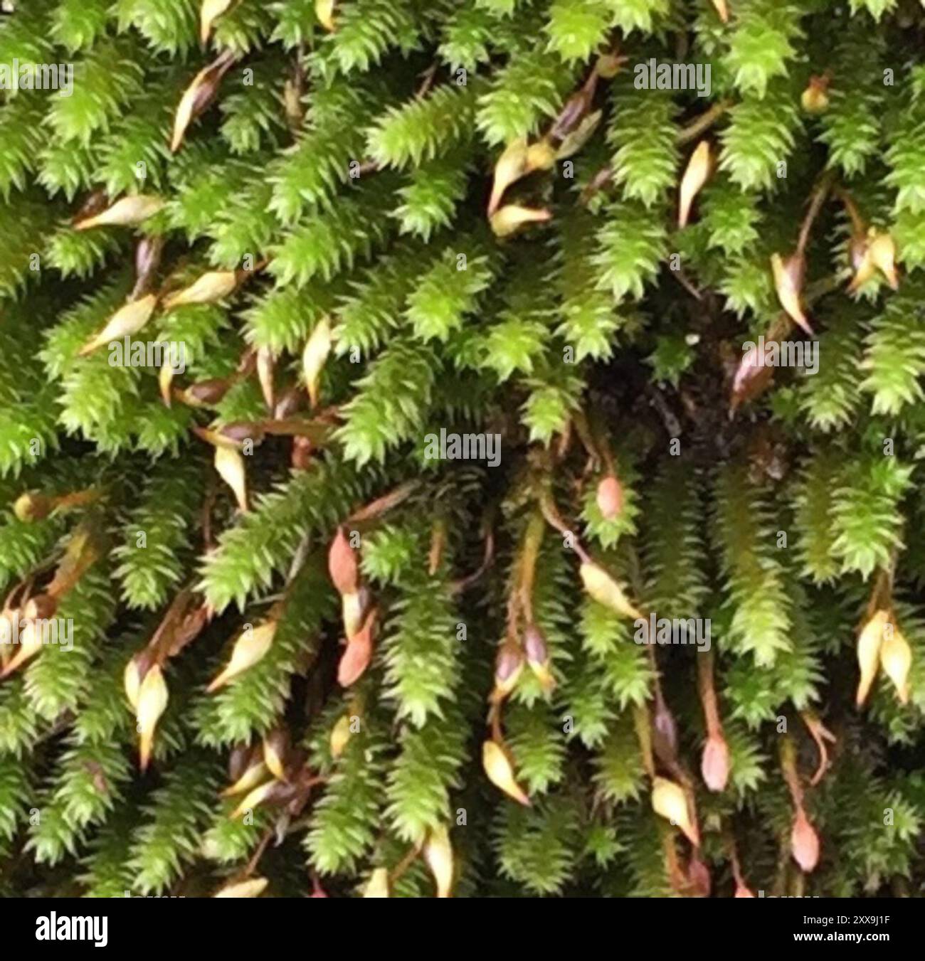 smooth hook moss (Leucodon julaceus) Plantae Stock Photo - Alamy