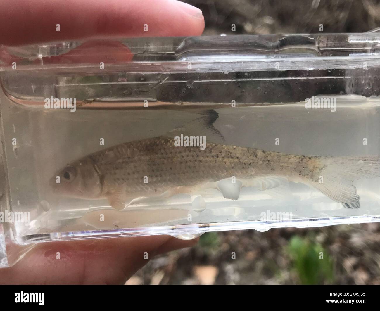 Minytrema melanops hi-res stock photography and images - Alamy