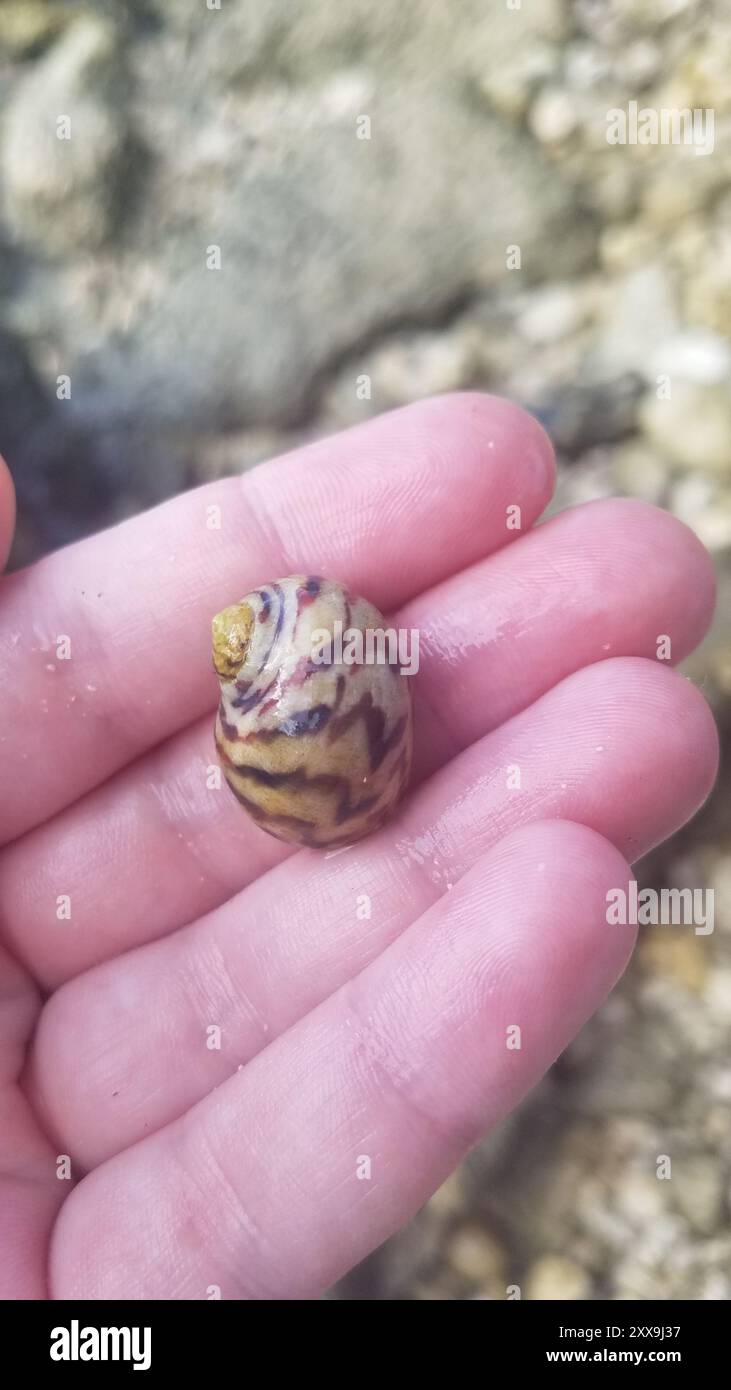 Bleeding Tooth Nerite (Nerita peloronta) Mollusca Stock Photo - Alamy
