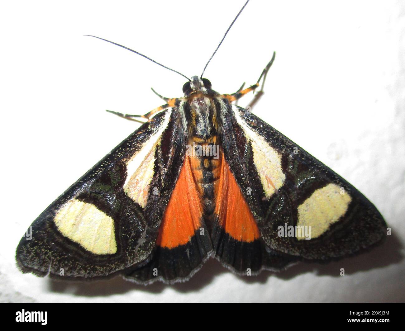Trimen's False Tiger (Agoma trimenii) Insecta Stock Photo - Alamy