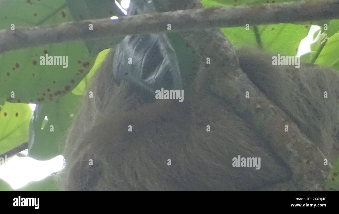 Hoffmann's Two-toed Sloth (Choloepus hoffmanni) Mammalia Stock Photo ...