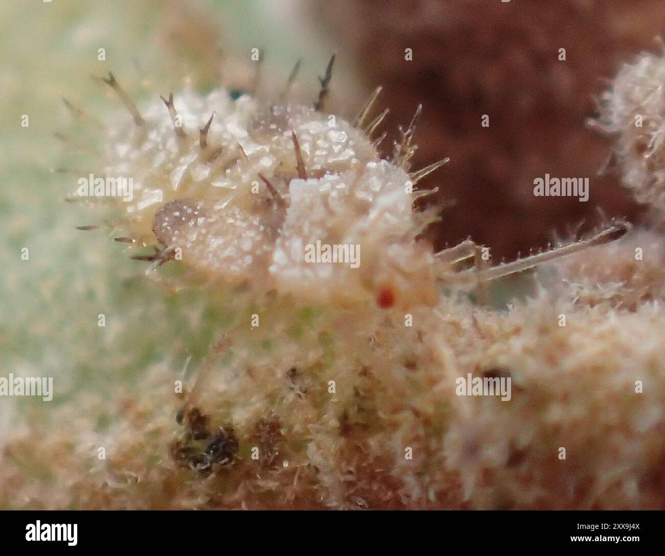 Lace Bugs (Tingidae) Insecta Stock Photo - Alamy