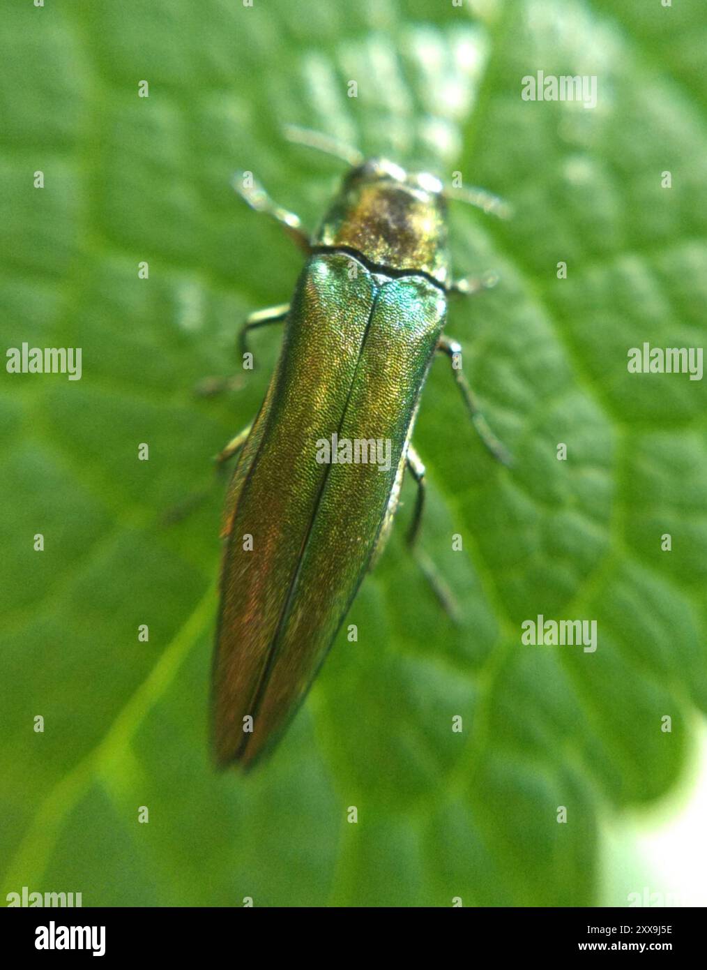 Emerald Ash Borer (Agrilus planipennis) Insecta Stock Photo - Alamy