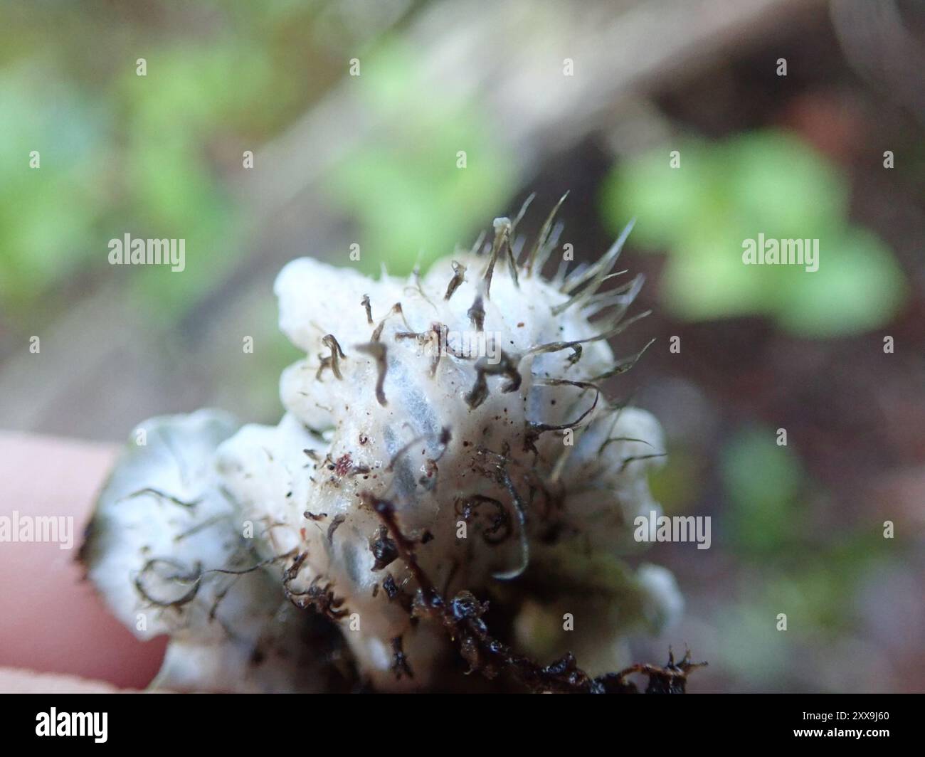ruffled freckled pelt lichen (Peltigera leucophlebia) Fungi Stock Photo ...