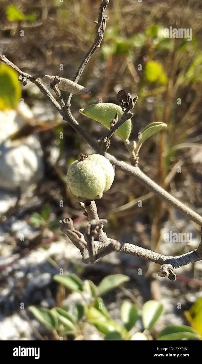 Beach Croton (Croton punctatus) Plantae Stock Photo - Alamy