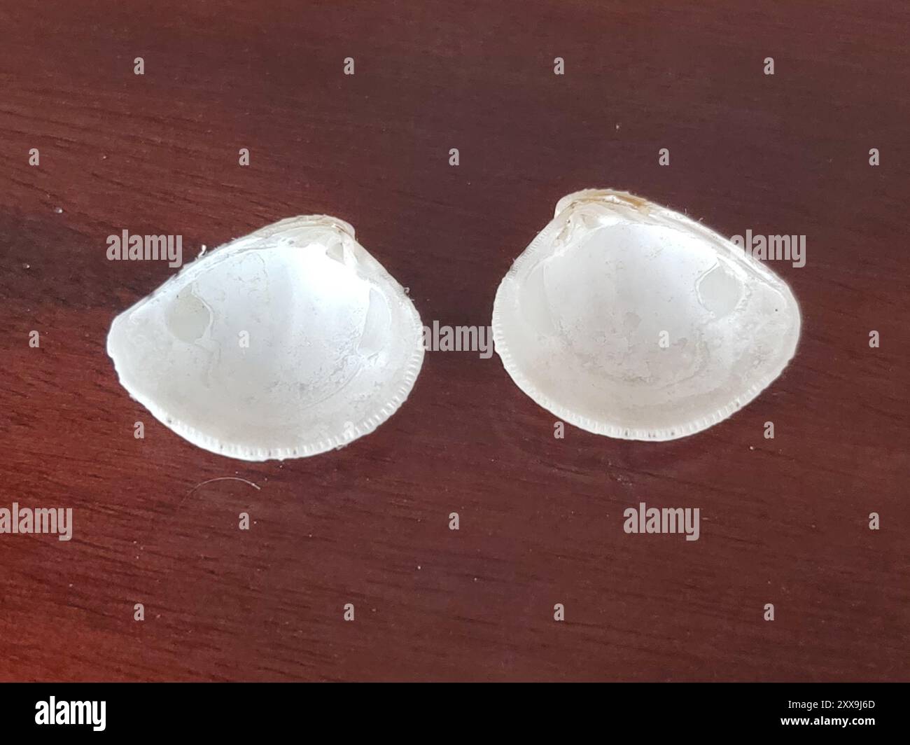 Cross-barred Venus (Chione cancellata) Mollusca Stock Photo - Alamy