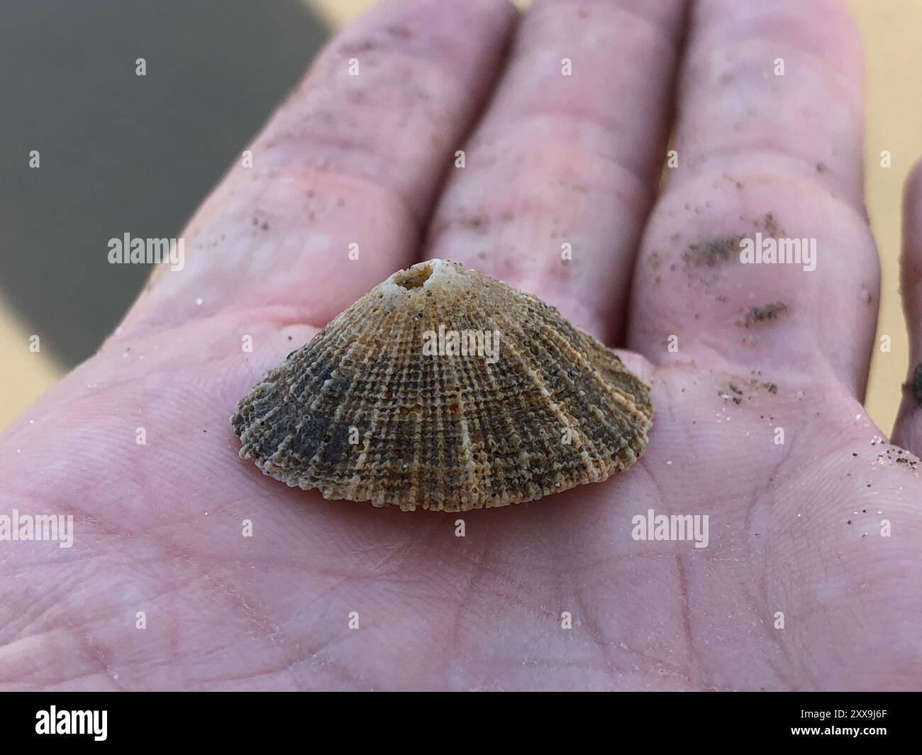 Rough Keyhole Limpet (Diodora aspera) Mollusca Stock Photo - Alamy