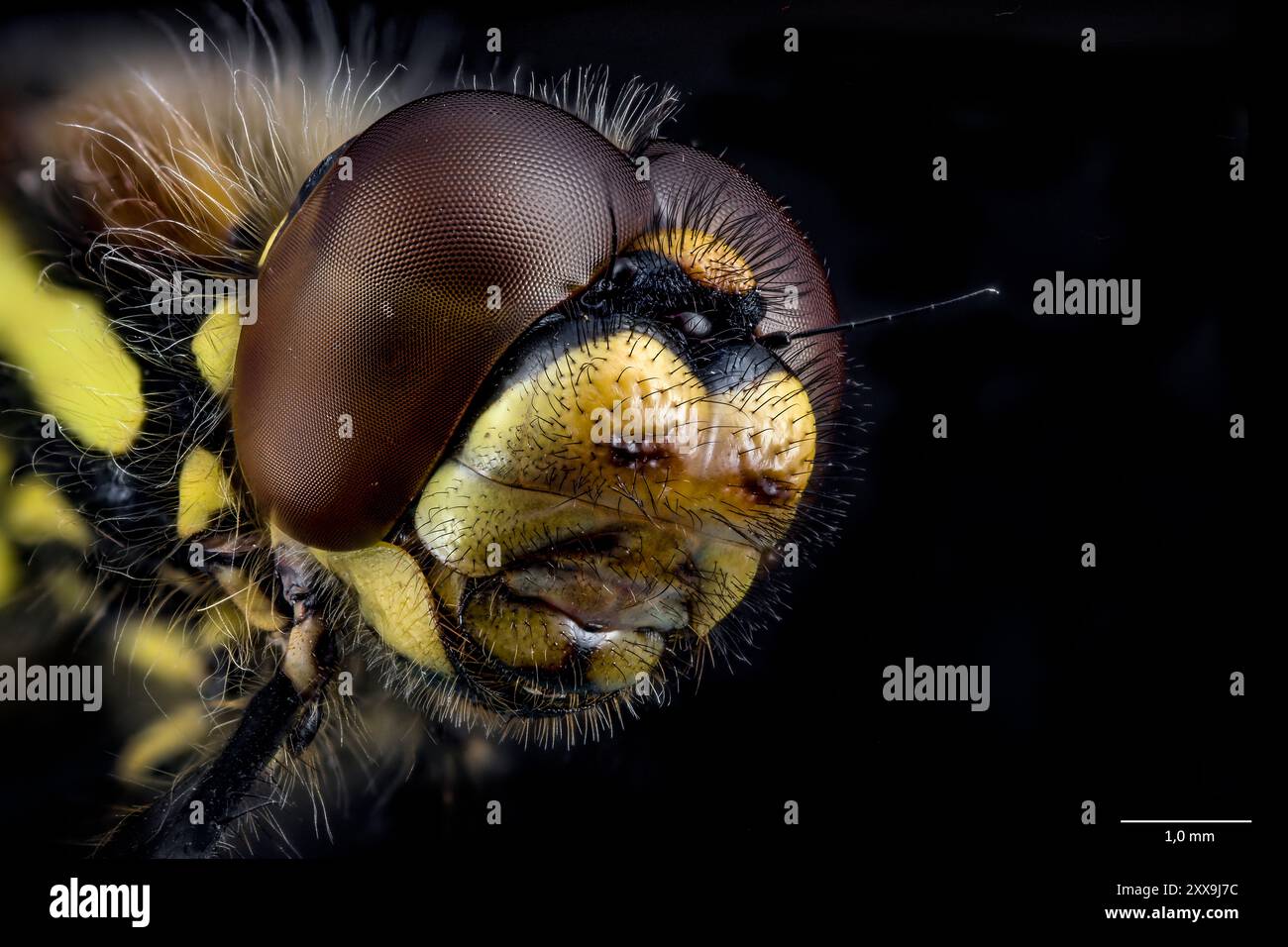 Face of the black darter (Sympetrum danae, female). South-western ...