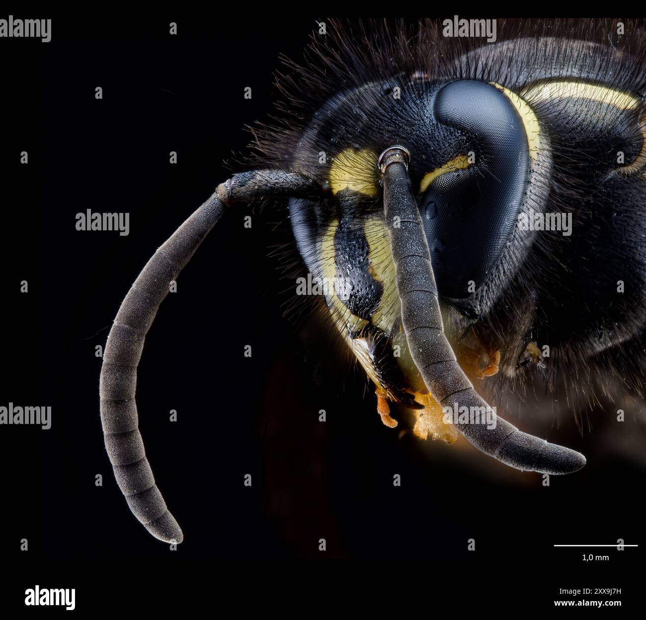Red wasp vespula rufa hi-res stock photography and images - Alamy