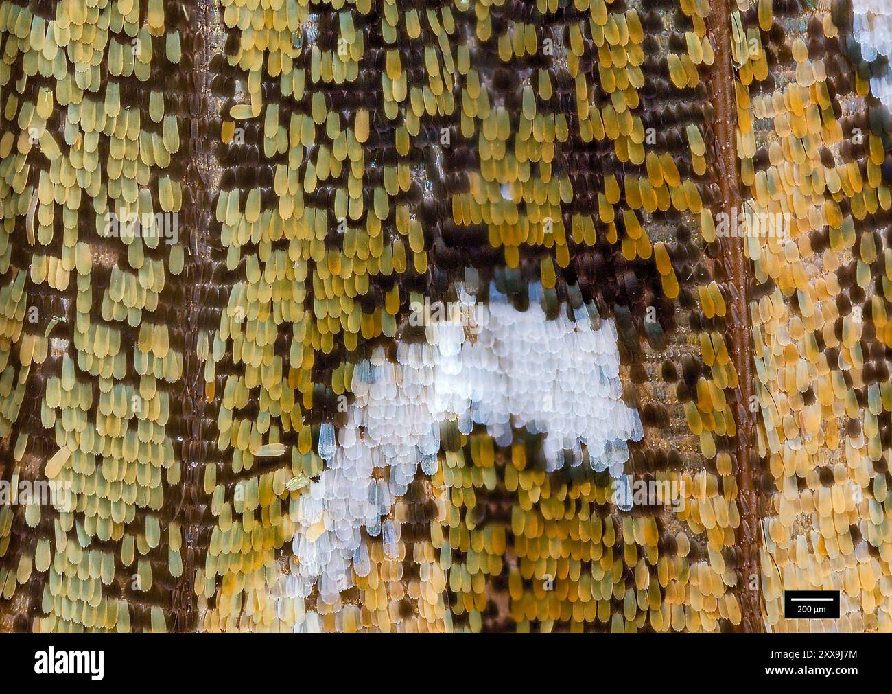 Ventral wing scales of the dark green fritillary (Argynnis aglaja) from ...
