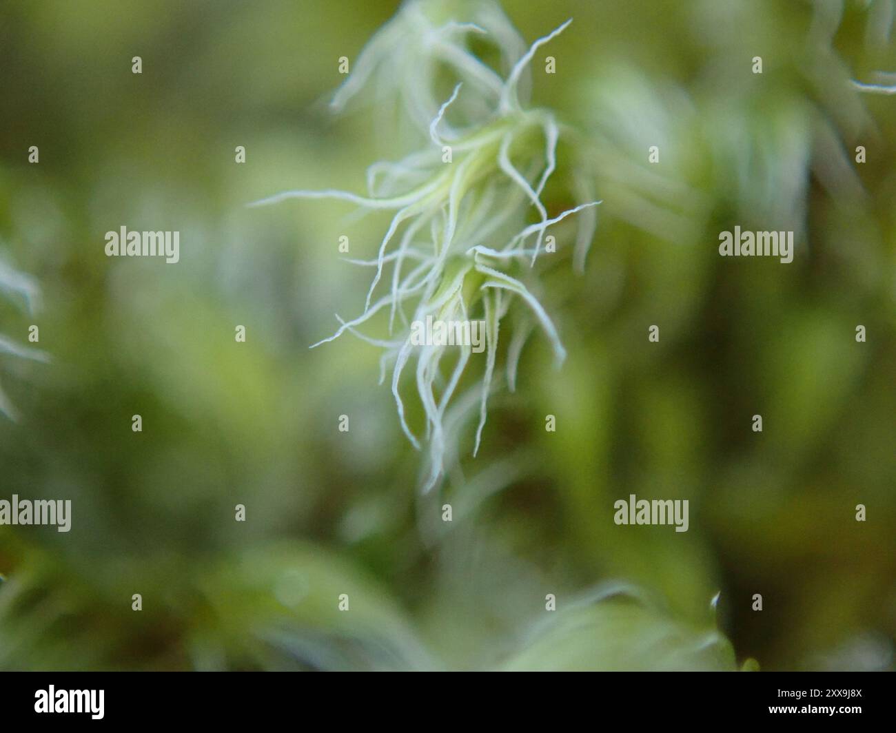 Woolly Fringe-moss (Racomitrium lanuginosum) Plantae Stock Photo - Alamy