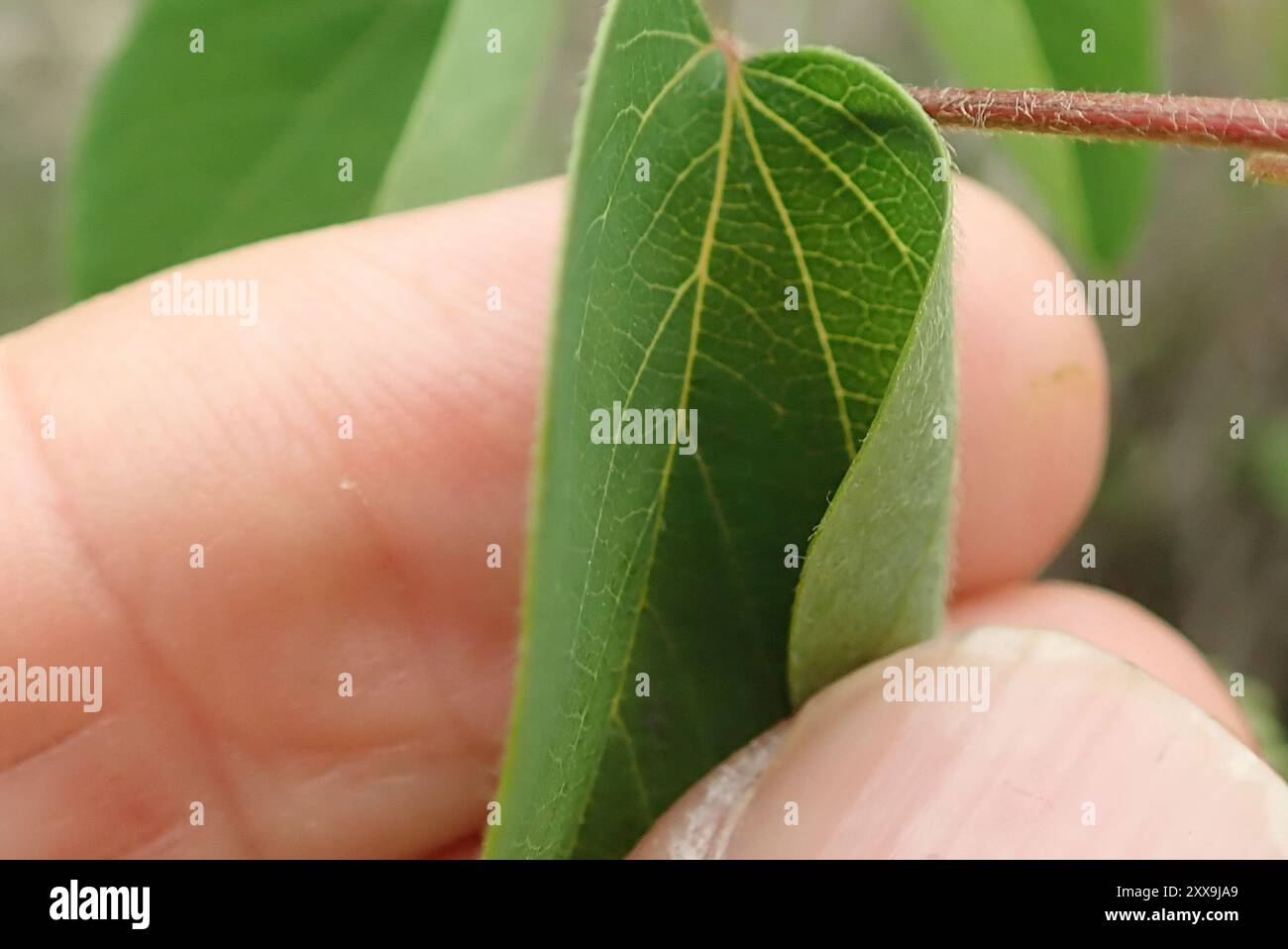Soap Bush (Helinus integrifolius) Plantae Stock Photo - Alamy