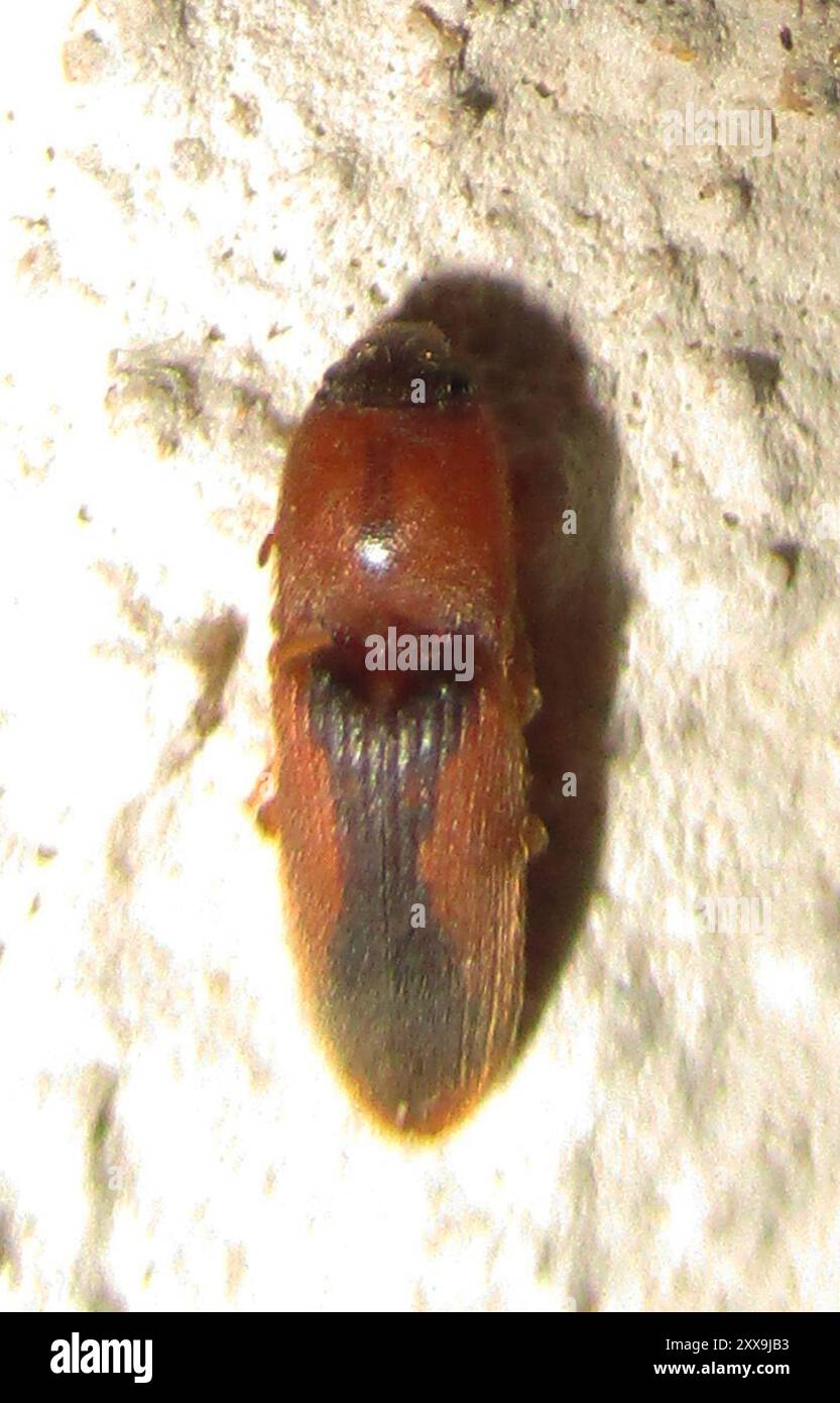 Click Beetles (Elateridae) Insecta Stock Photo - Alamy