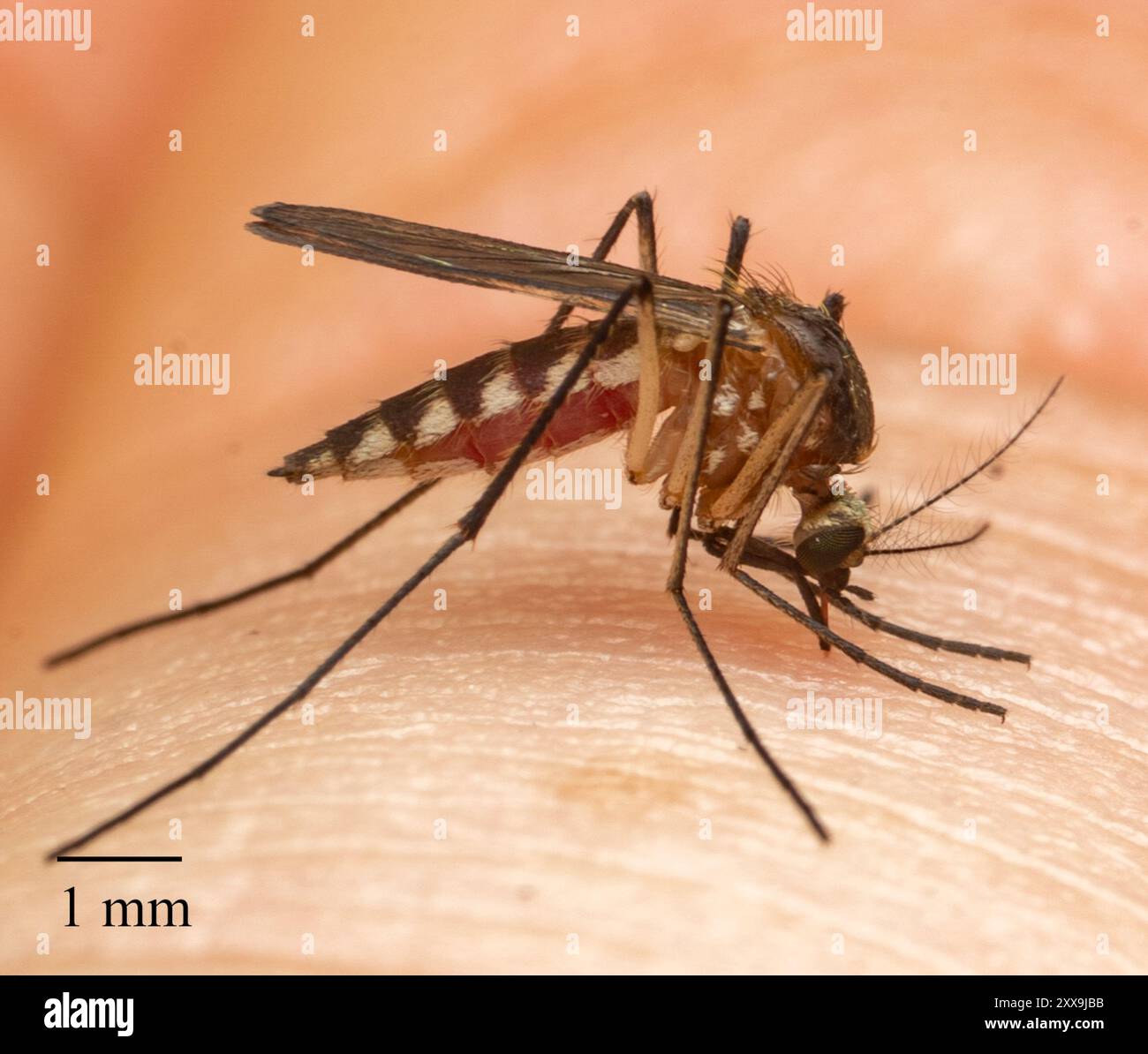 Silverback Mosquito (Aedes infirmatus) Insecta Stock Photo - Alamy