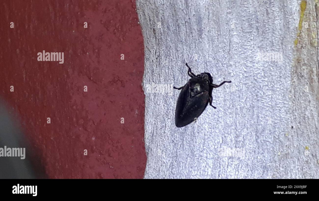 Froghoppers (Cercopidae) Insecta Stock Photo - Alamy