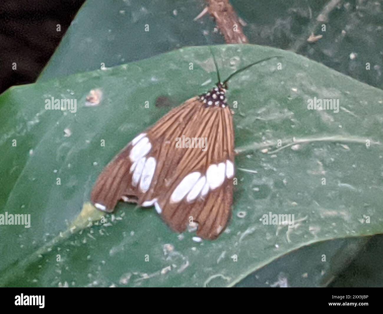 Tiger Moths (Arctiini) Insecta Stock Photo - Alamy